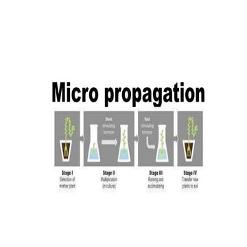 4.2 Micropropagation-Concept and techniques3.pptx