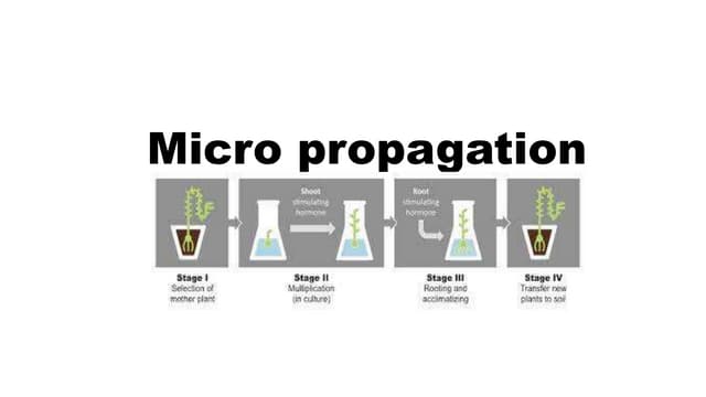 Micropropagation | PPTX