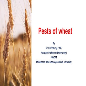 Pests of wheat_Identification, Bionomics, Damage symptoms, IPM_Dr.UPR.pdf