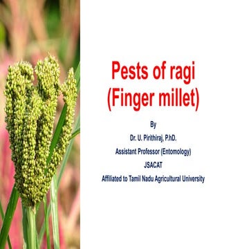Pests of ragi_Identification, Binomics_Dr.UPR