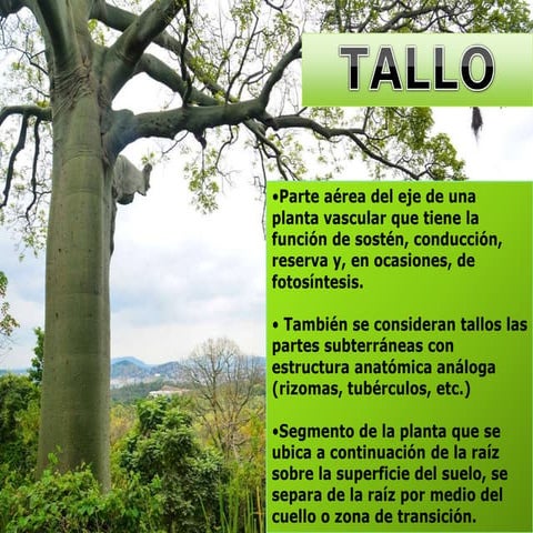 TALLO presentación partes morfilogia estructura | PPTX