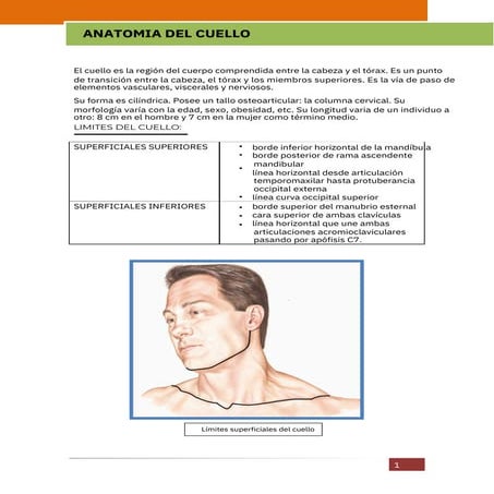 Anatomía Del Cuello | PPT