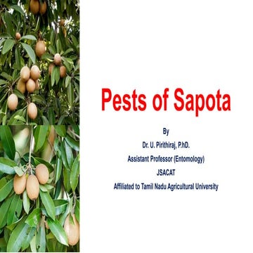 Pests of Sapota_Identification_IPM_Dr.UPR.pdf