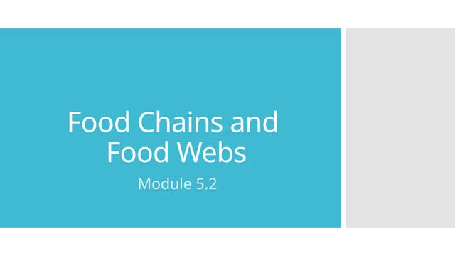 The Food Web PowerPoint | PPTX