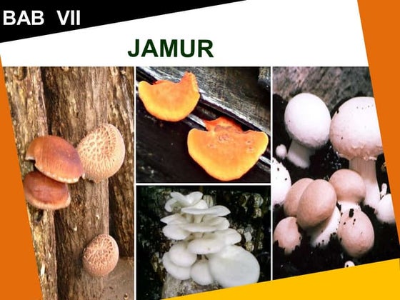 Materi Tumbuhan paku (Pteridophyta) kelas X.pdf