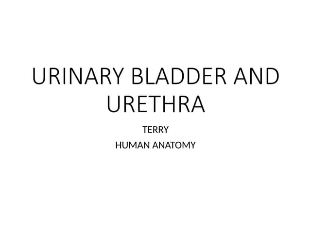 anatomy of Urinary bladder | PDF