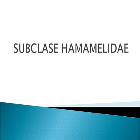 caracteristicas clave de para el buen uso HAMAMELIDAE | PPT