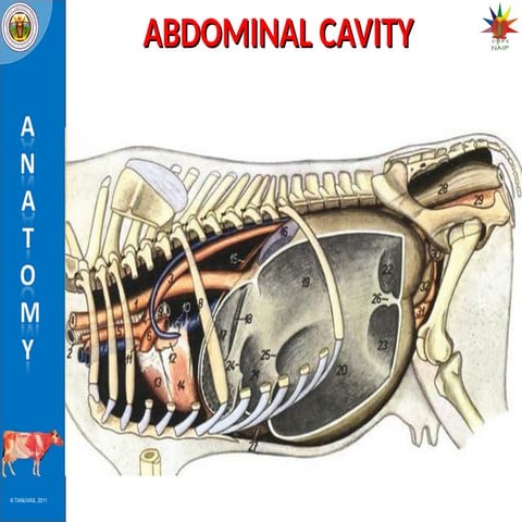 4.Abdominal cavity & Peritoneum splanchnology | PPT