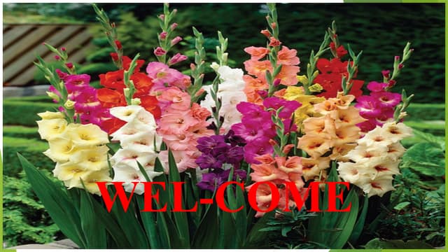 Gladiolus | PPTX