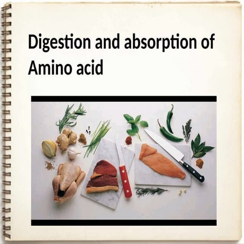 4. digestion and absorption of Amino acid.pptx
