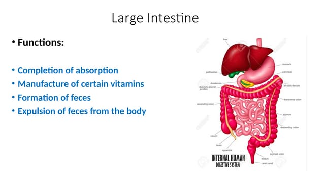 Veterinary anatomy of intestine | PPTX | Dogs | Pets