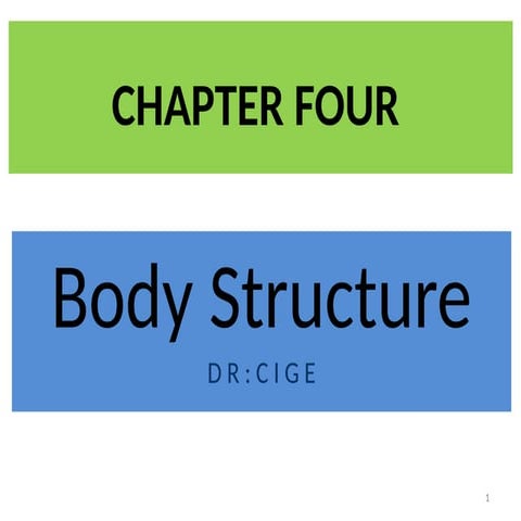 4.chapter four lecture of the anatomy.pptx
