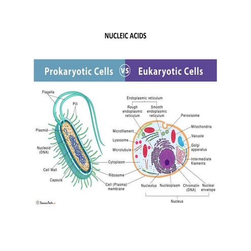 NUCLEIC ACIDS RIBO AND DEOXYRIBO PROPERTIES AND TYPES | PDF