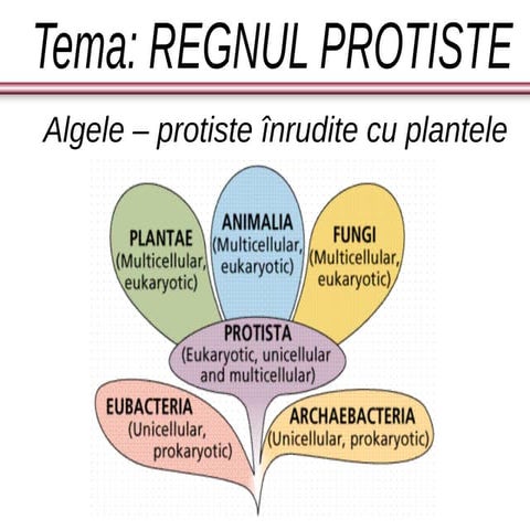 Tema lecției Regnul Protiste. Algele verzi | PPTX