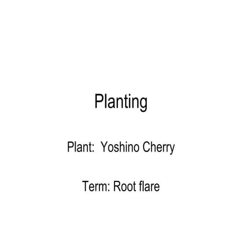 planting trees & shrubs | PPT