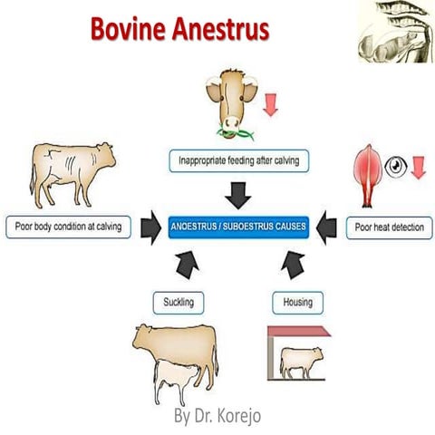 4 - Anestrus Meaning Before Estrus 2-3 days | PPTX