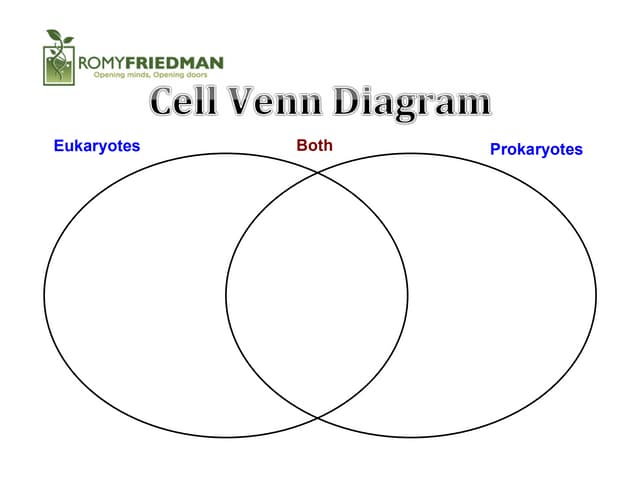 Active And Passive Transport Venn Diagram