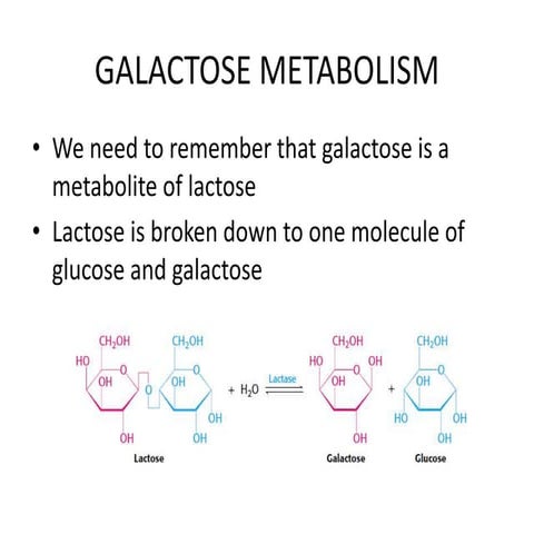 Galactose Absorption And Metabolism Leloir Pathway And Galactose