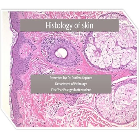 Histology of skin and adnexa, normal.pptx