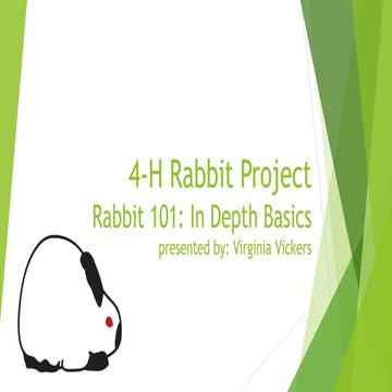 4-H Rabbit Project 101: In Depth Basics | PDF