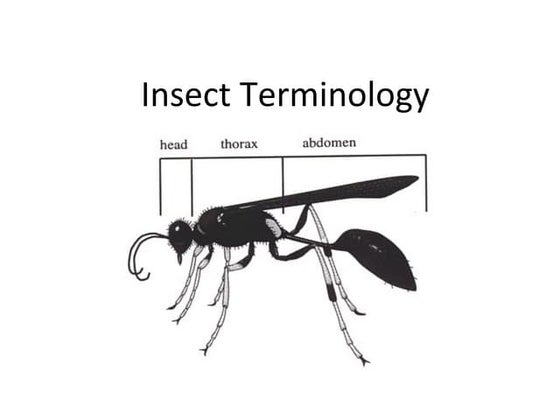 Insect integument | PPT | Chemistry | Science