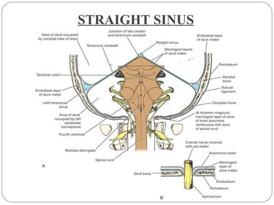 Scalp, development of cranium by DR.ARSHAD | PPT