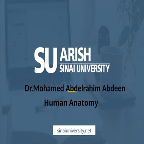 4- Muscular system_f1928ba0522544892b91566941f7a440.pptx