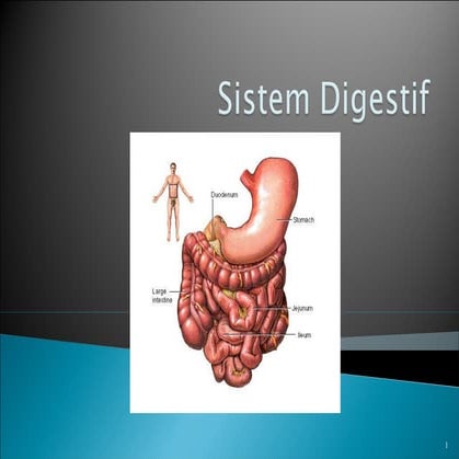 Anatomi fisiologi faring dan esofagus | PPTX