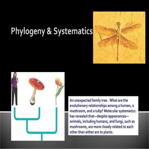 Phylogeny | PPT