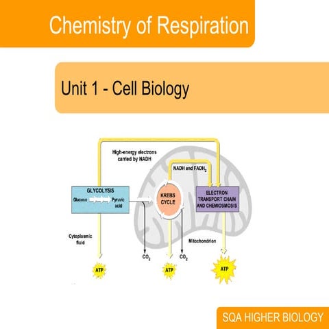 4. Respiration | PPT