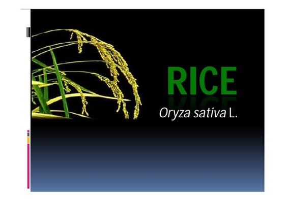 Botany of maize | PPT