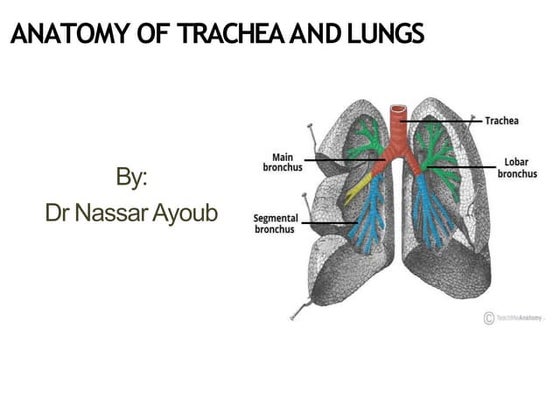 Trachea | PPT