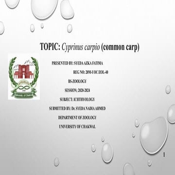 Common carp introduction & Morphology and its behaviour characteristics | PPTX