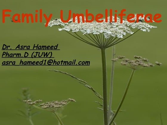 umbelliferae | PDF