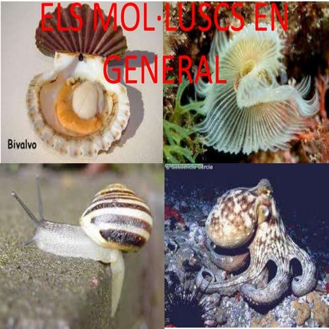 mol·luscs en general | PPT