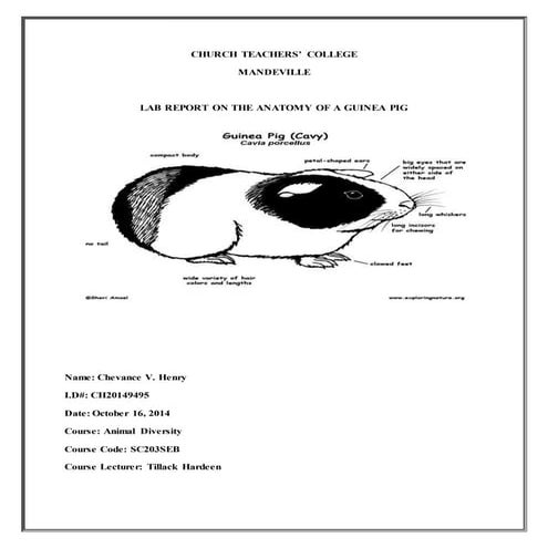 Lab Report on Guinea Pig | DOCX