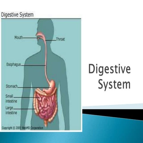 Digestive system powerpoint.pptx
