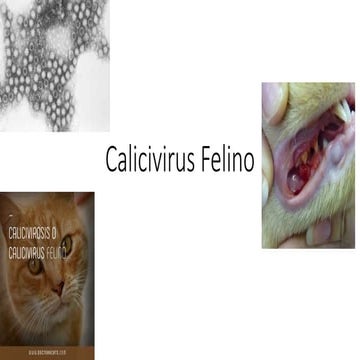 413214654-Calici-Virus.pptx