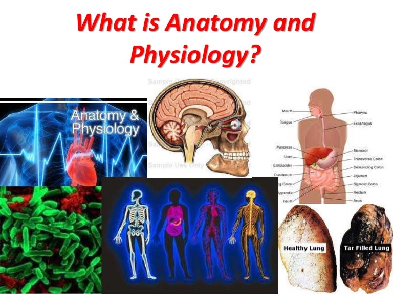 Intro to Anatomy and Physiology