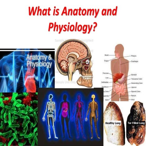 Intro to Anatomy and Physiology | PPTX
