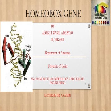 HOMEOBOX GENE | PPTX