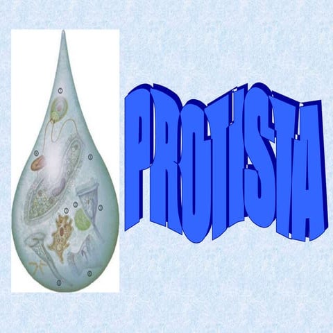 428049114-Protista-ppt.ppt................ | PPT
