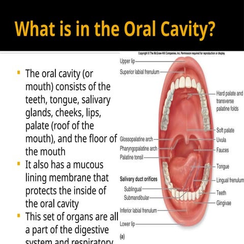 ORAL CARE - DENTAL TOPIC - Healthcare for | PPT