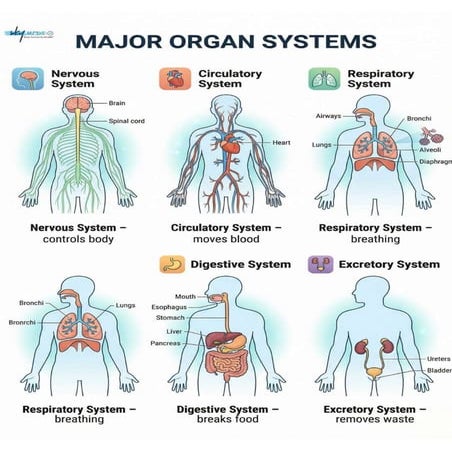 Major Organ Systems in the Human Body 🧠 ️ Understanding How Your Body ...