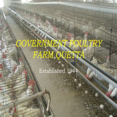 GOVERNMENT POULTRY FARM QUETTA | PPTX