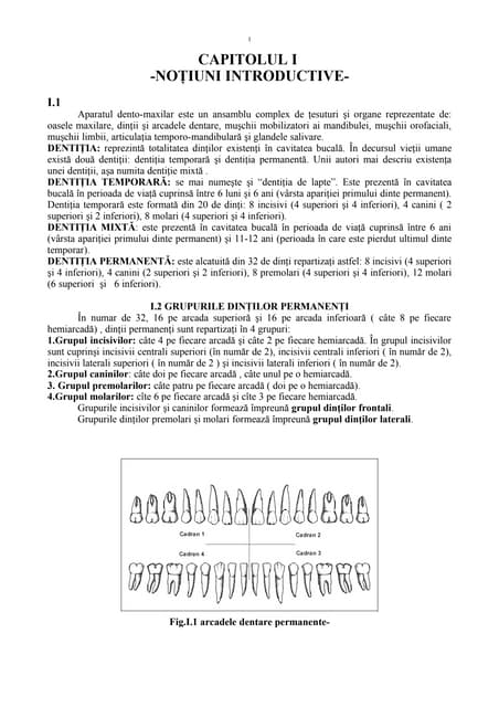 Anatomie: dinții și gingiile | RTF