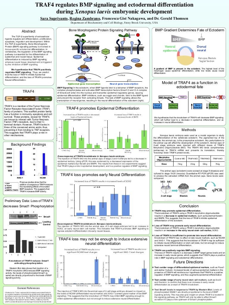 URECA poster - Sara Supriyatno & Regina Zambrano