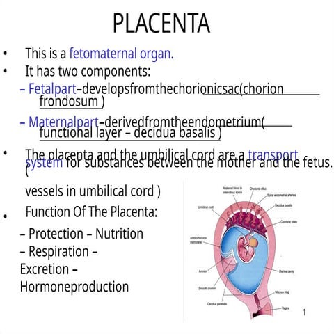 Decidua & Chorionic Velli (General Embryology) | PPS