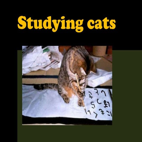 462 - Studying cats | PPS