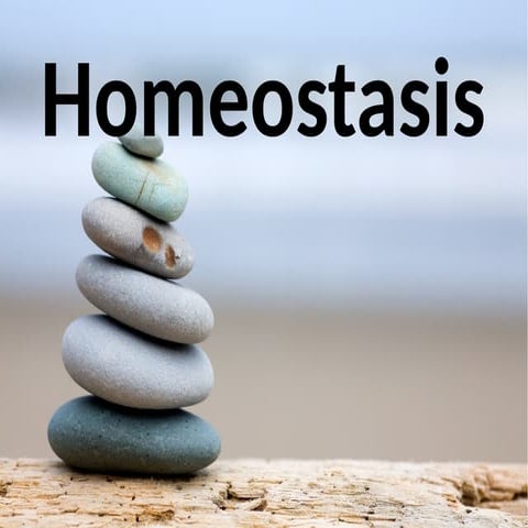 Powerpoint homeostasis | PPT